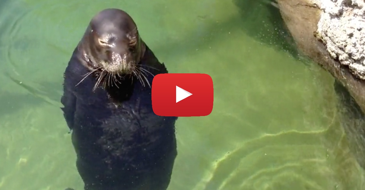 We Found A Seal Doing The WEIRDEST Thing! Have You Ever Seen This ...