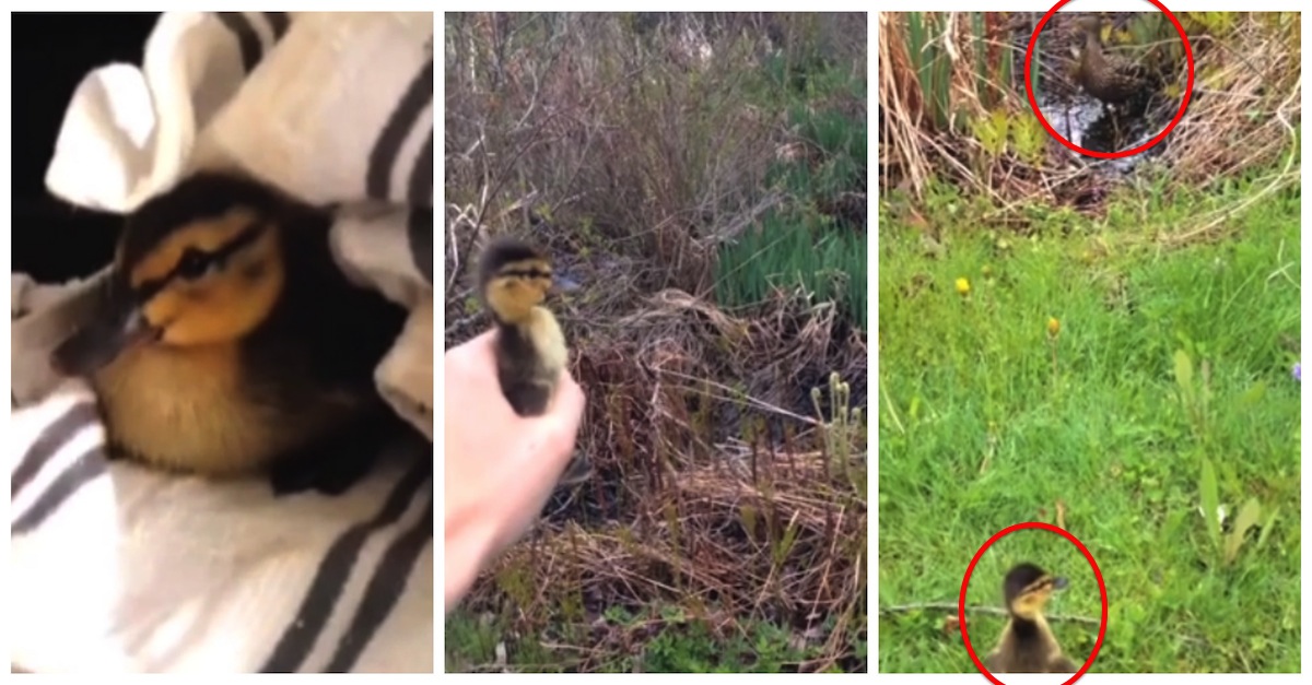 Rescued Baby Duck Reunited Her Mom, I Nearly Cried! This Is SO ...