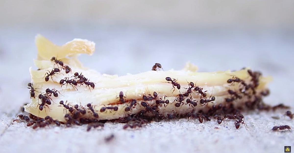 He Couldn't Get Rid Of Ants In His Home. Now Watch How They DISAPPEAR ...