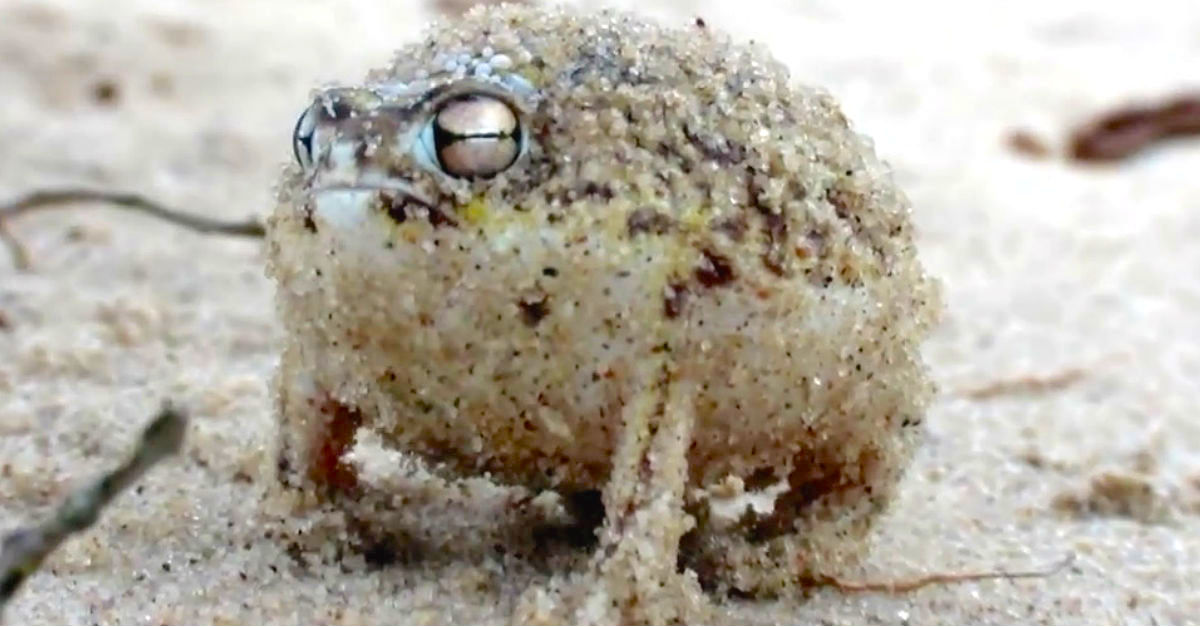 This Is What It Sounds Like When You Make A Desert Rain Frog Very, Very ...
