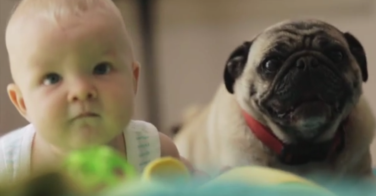 This Video Perfectly Explains Why Everyone Needs A Dog. | LittleThings.com