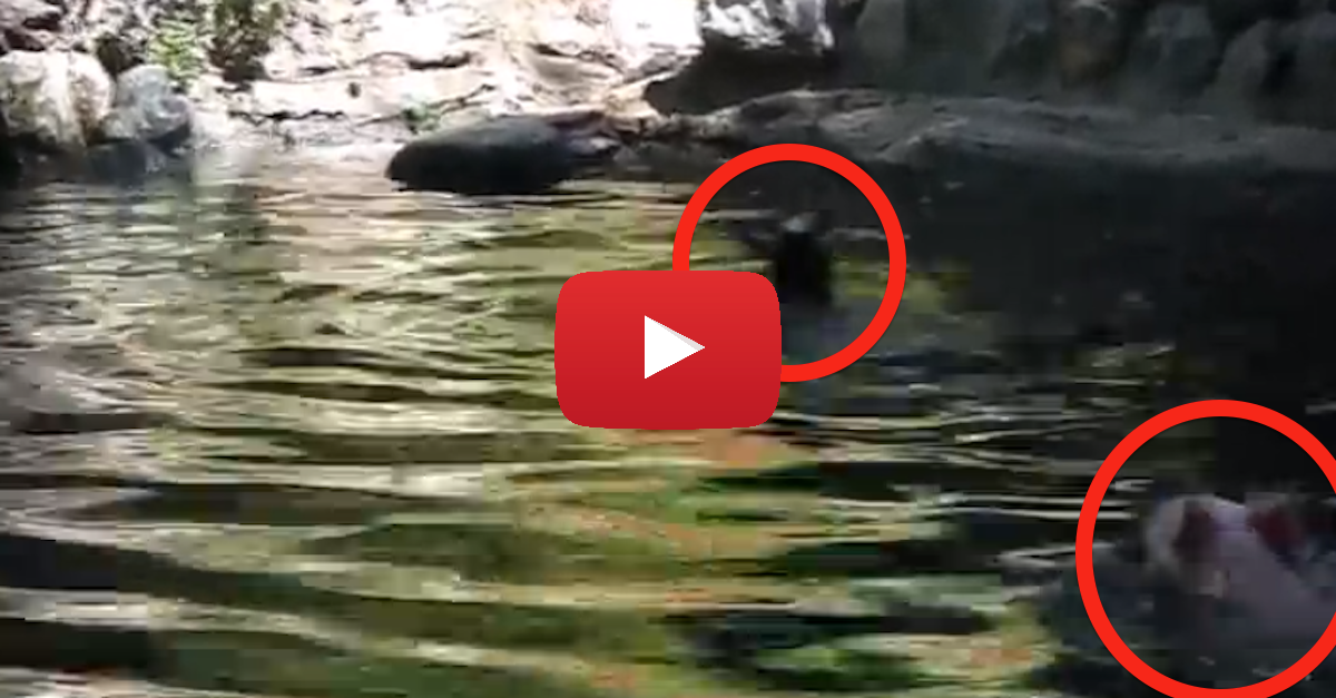 This Goat Was Drowning - But You'll NEVER Guess Who Saved His Life ...