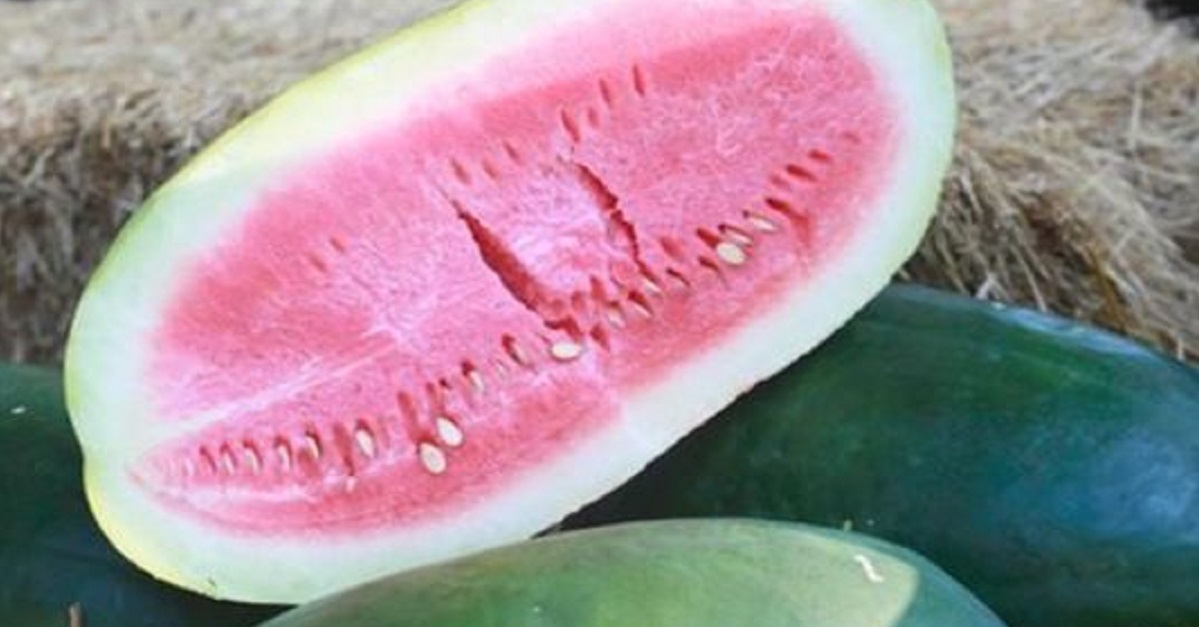 It Looks Like Normal Watermelon — But When They Cut Its Rind? WHOA ...