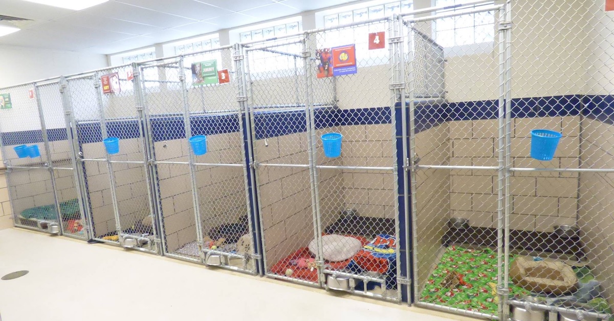 They Snapped Photos Of A Local Animal Shelter. What They Saw In The ...