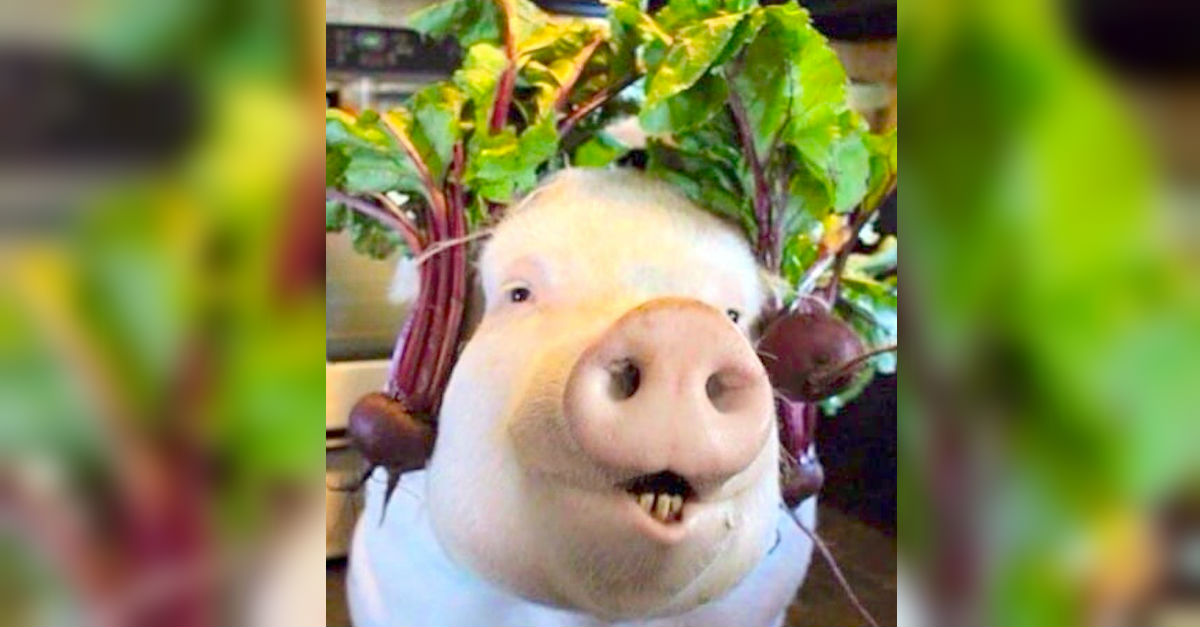 This 650-Lb Pig Has Changed The Lives Of Thousands. How? Incredible ...