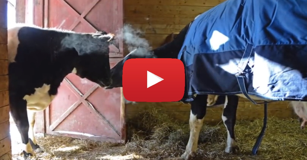 Two Blind Cows Met For The First Time. The Most Beautiful Thing ...