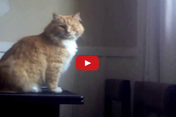 Epic Fail!!! This Cat Is Really Going Places LOL! | LittleThings.com