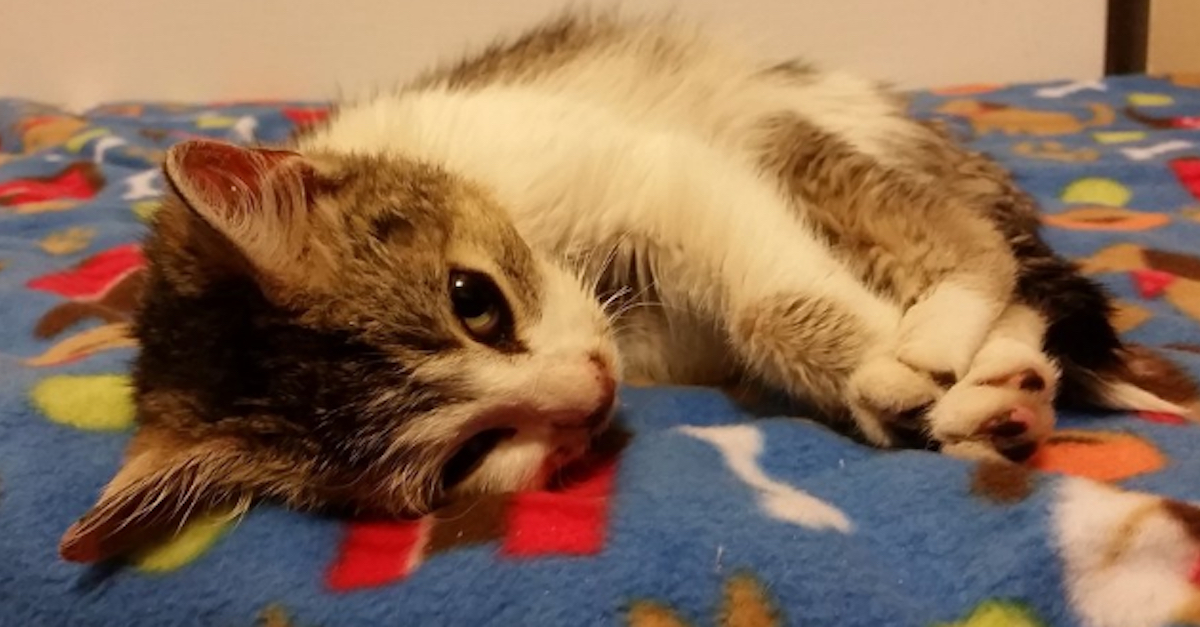 Kitten Found Frozen And Barely Clinging To Life Has Miraculous Recovery ...