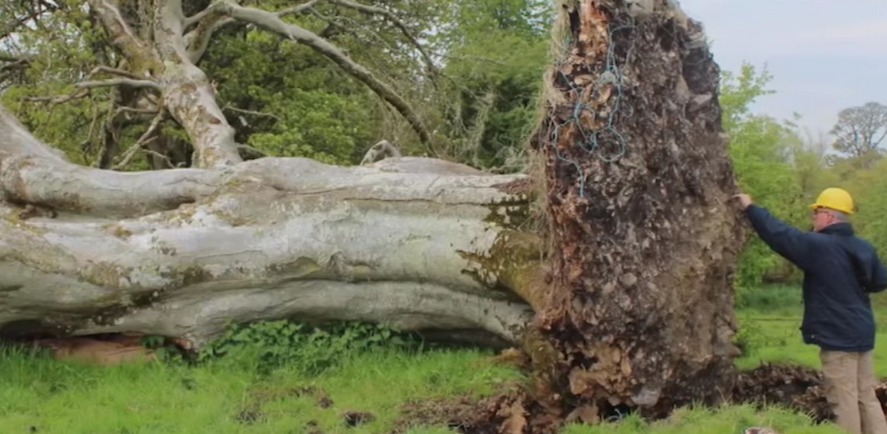 210-Year-Old Tree Gets Uprooted During Storm, Then Skeleton Of Young ...