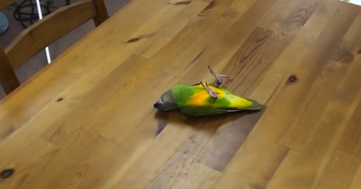 I Thought He Killed His Bird, But Seconds Later, I'm Shocked ...