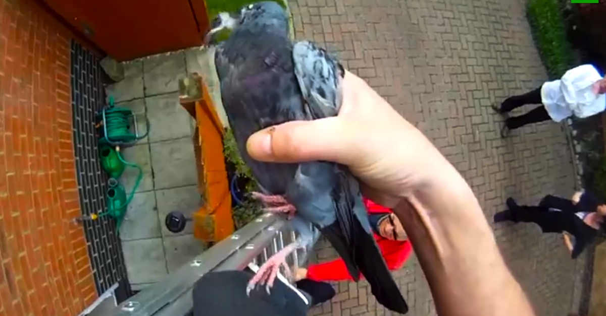Caught On Camera: Helpless Pigeon, Hanging By Its Beak, Rescued By ...