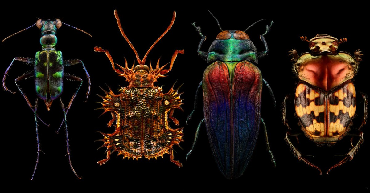 He Snaps A Close-Up Photo Of A Gross Bug. What He Discovers? AMAZING ...