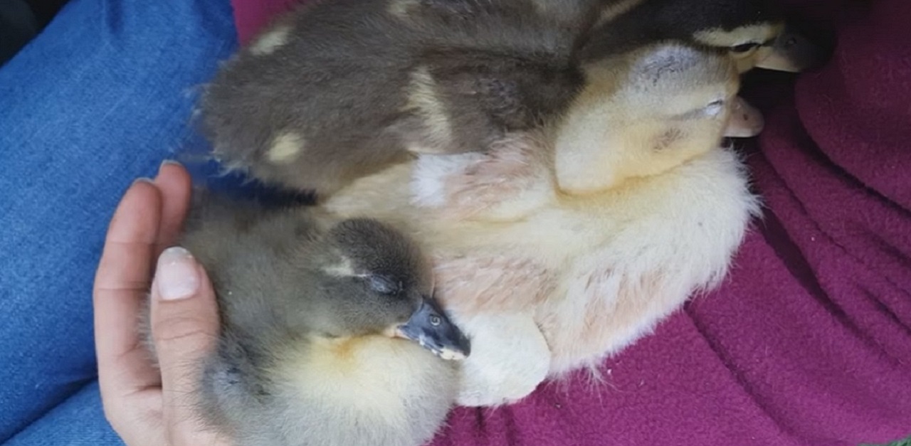 3 Baby Ducks Slumber Peacefully In Their Favorite Human's Arms ...