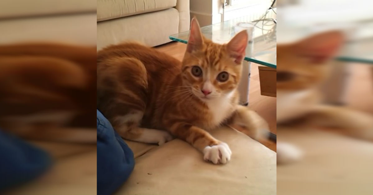 Theo The Cat Is Having The Most Adorable Identity Crisis. This Is TOO ...