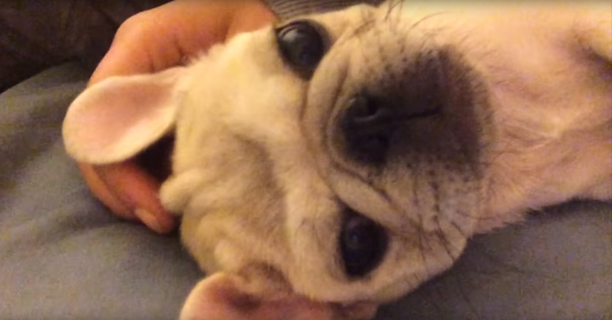 This Rare Silver Pug Growing Up Will Melt Your Heart! | LittleThings.com