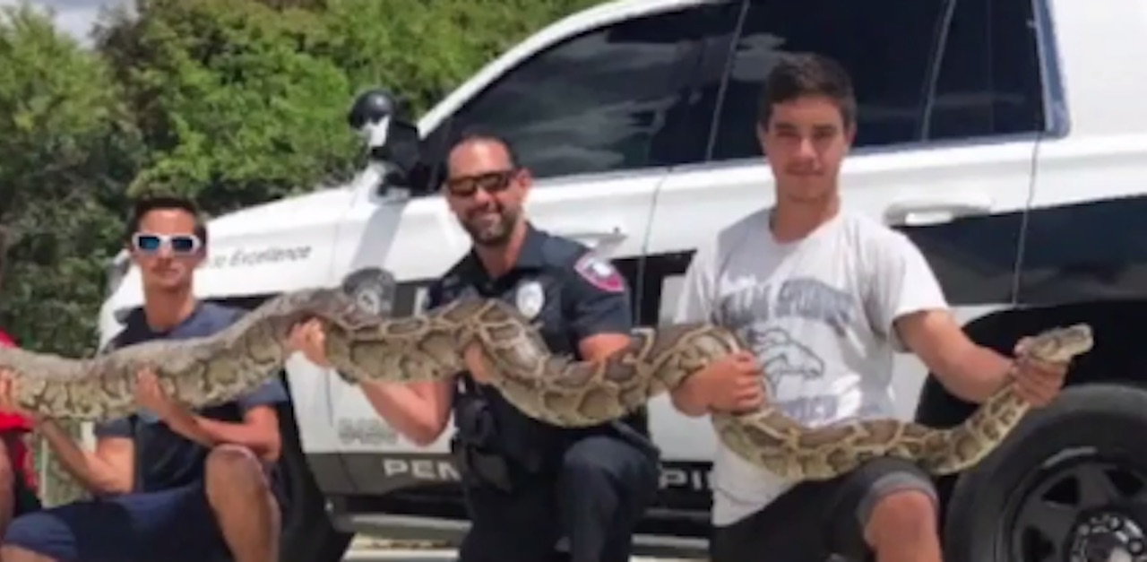 Teens Capture 13-Foot Python | LittleThings.com