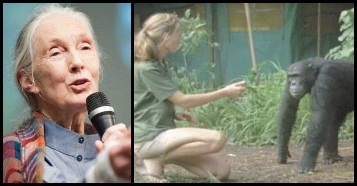 Dr. Jane Goodall Reveals 7 Facts About Herself | LittleThings.com