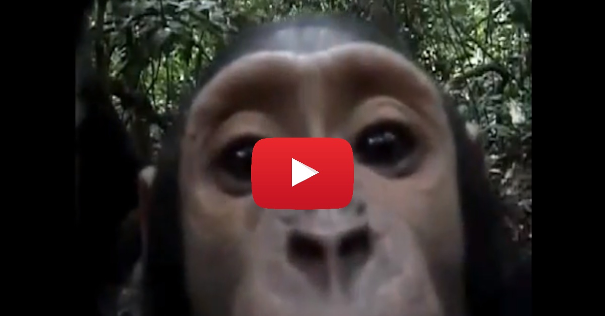 You'll Never Believe What Happened When These Chimps Found This Hidden ...