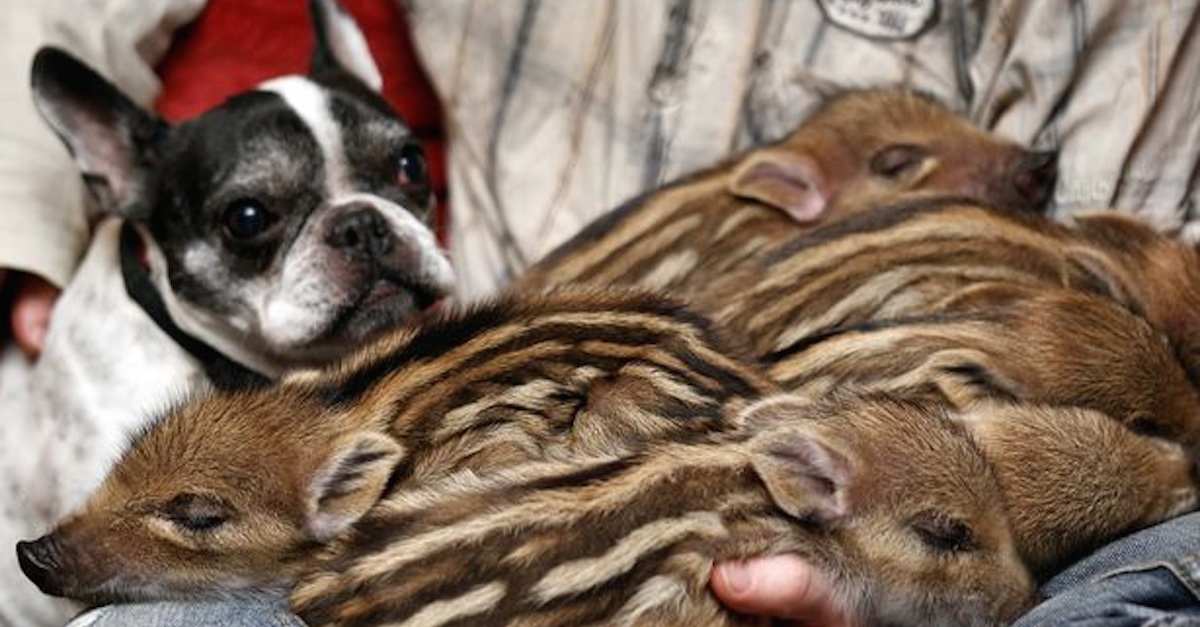 French Bulldog Adopts Six Orphaned Wild Boar Piglets She Rescued In A ...