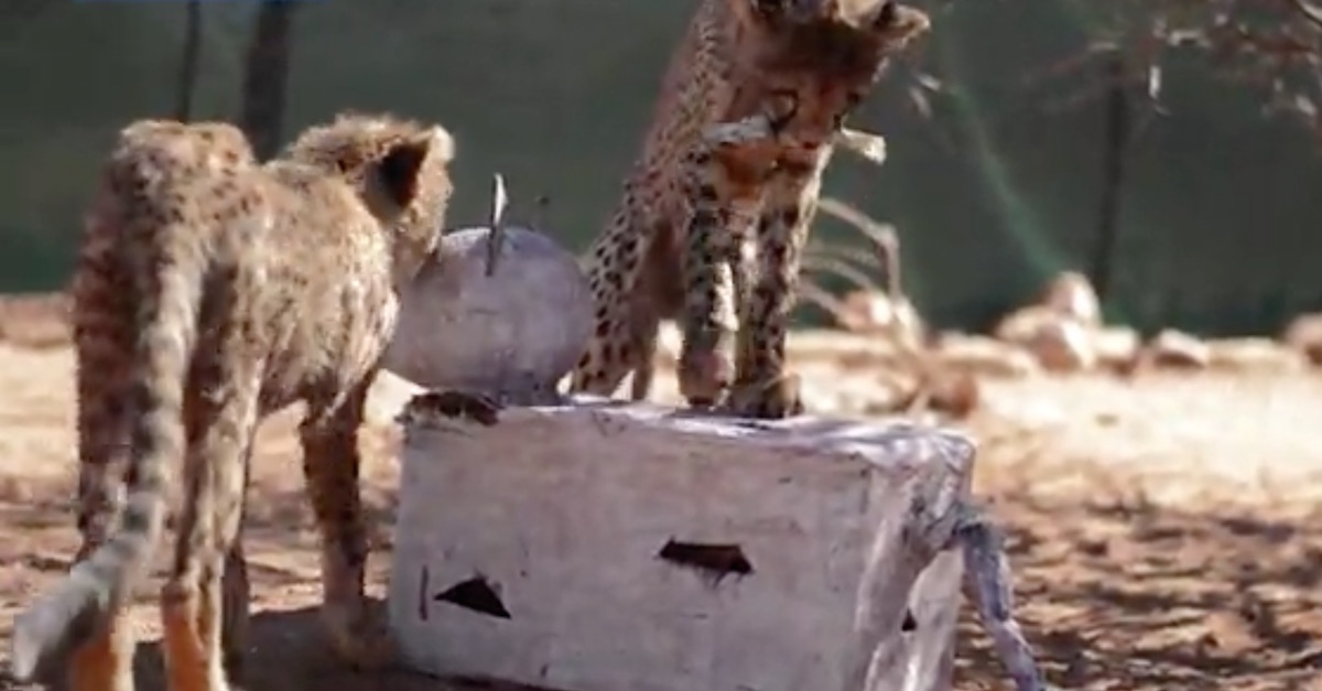 Two Rescued Cheetah Cubs Are About To Learn How To Hunt... And It's ...
