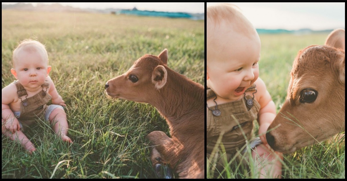 Calf Joins Baby For First Birthday Photo Shoot | LittleThings.com