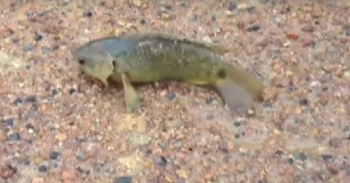 I Was Terrified When I Saw This Fish On Land, But Watch What He Does ...