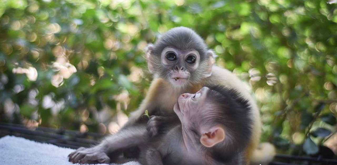 2 Monkeys Sidle Up Next To Each Other. The Reason? This Is Too Adorable ...