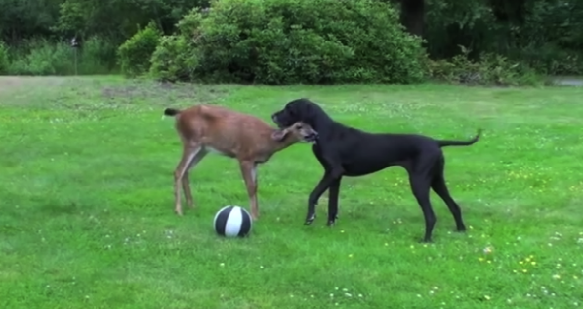 Incredible Bond Between A Dog And A Deer - So Beautiful To See ...