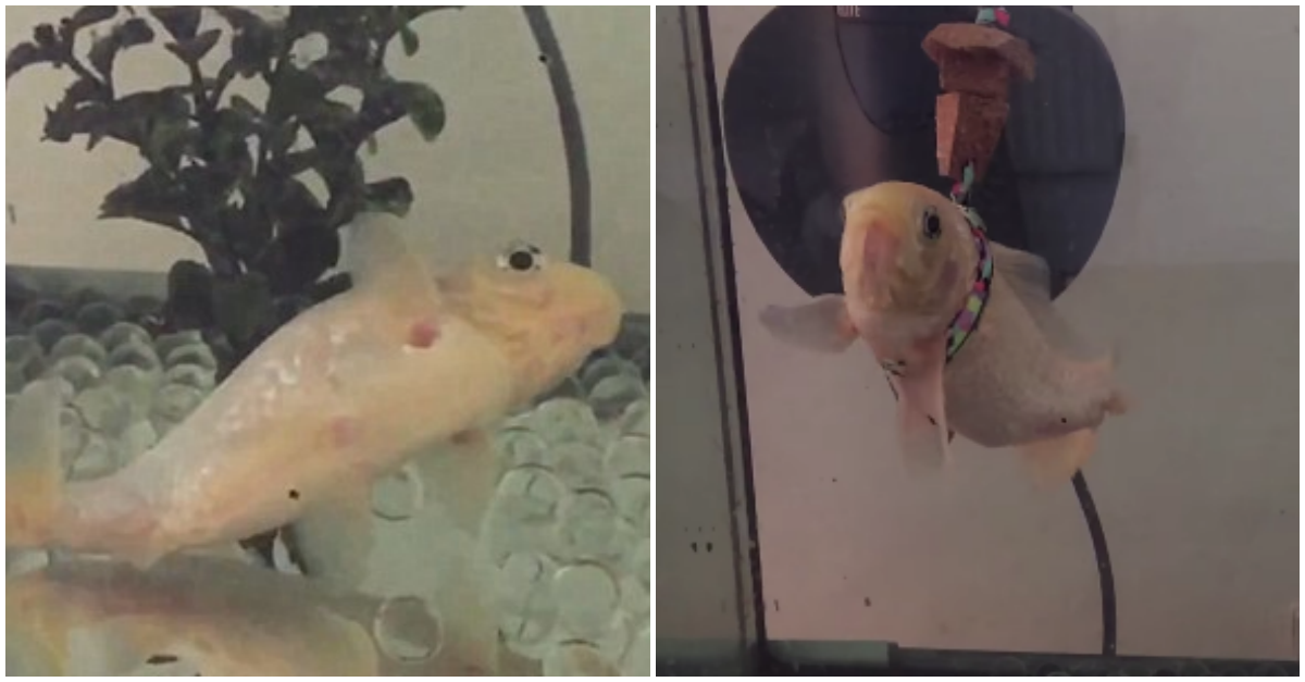 23-Year-Old Goldfish Stops Being Able To Swim, Then Her Owners Make Her ...