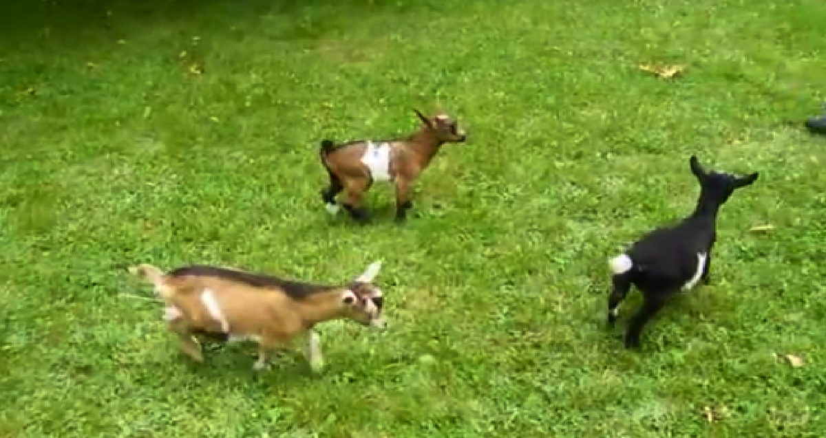 One Of These Goats Is INSANE... Can You Guess Which One? So Funny ...