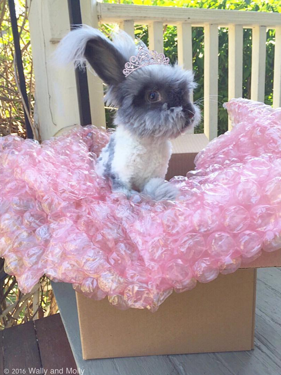 No One Wanted This Strange Bunny. Then Who Walks In The Door? BEAUTIFUL ...