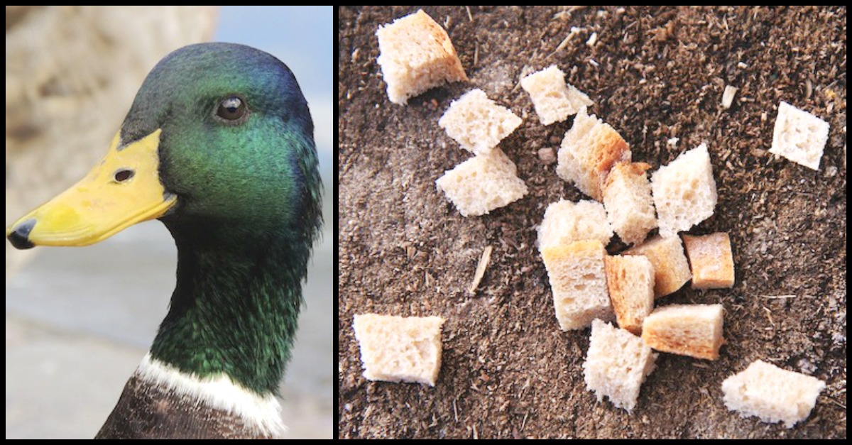Here's Why You Should Never Feed Bread To Ducks | LittleThings.com