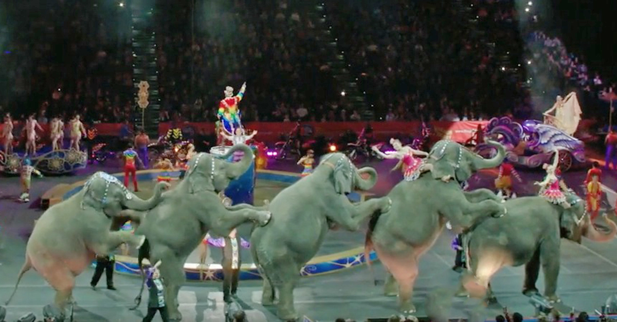 5 Elephants Line Up. But The Audience Doesn't Know The Horrifying ...