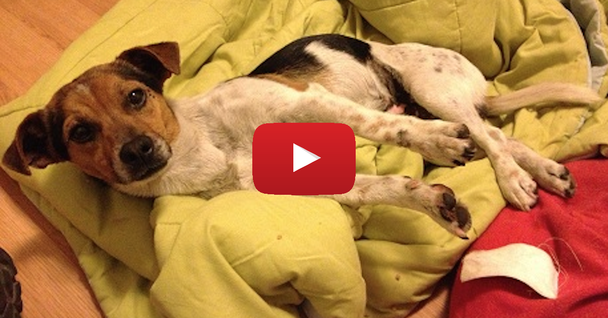 Thrown From A Moving Car And Left For Dead, This Dog Broke His Back ...