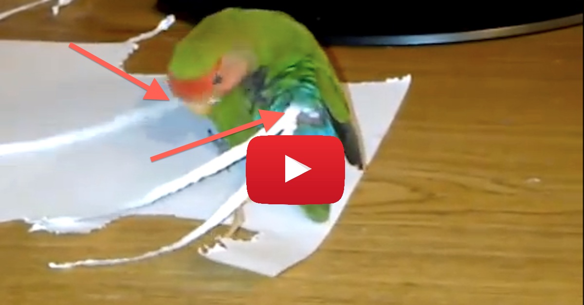 I Can't Believe What My Bird Just Did With A Piece Of Paper... I've ...