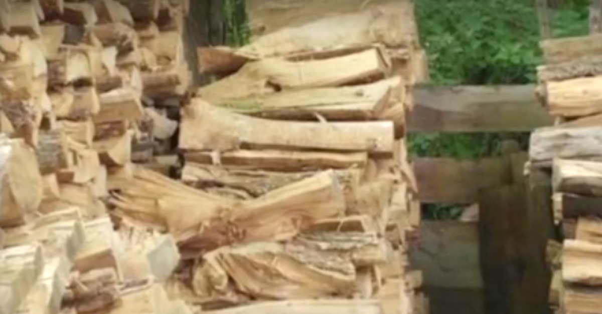 It Looks Like A Pile Of Logs, But Wait Til You See The Animal Hiding In ...