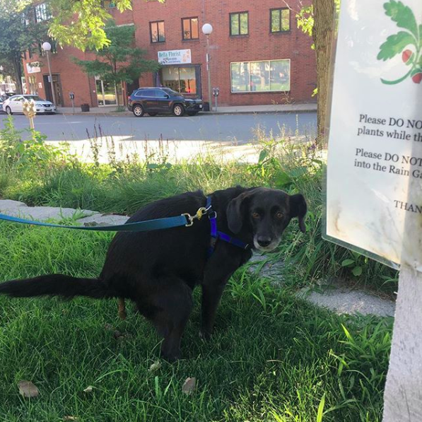 Here's Why Your Dog Stares At You While He Is Pooping! | LittleThings.com