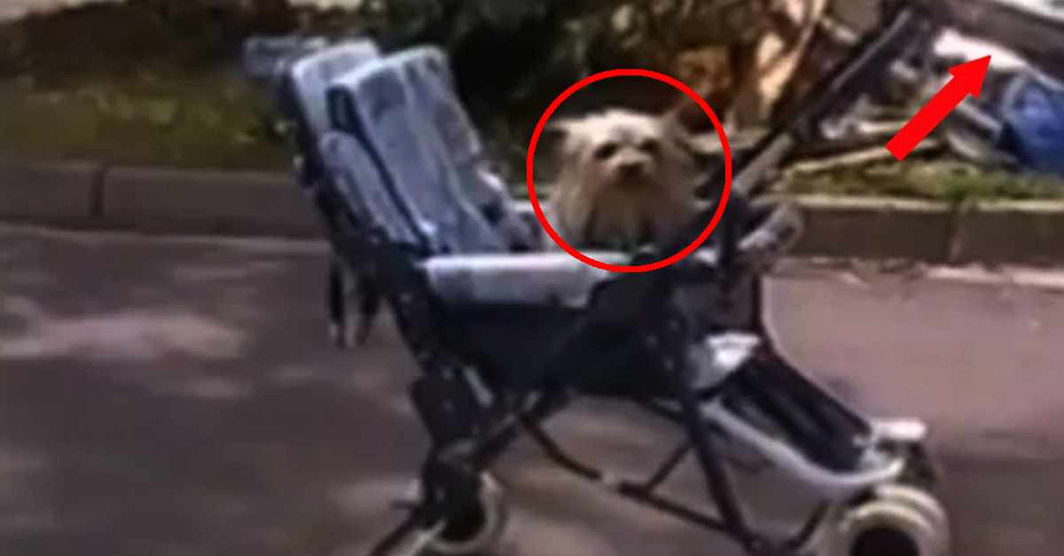 You'll Never Believe Who Is Pushing This Dog In A Stroller. HYSTERICAL ...