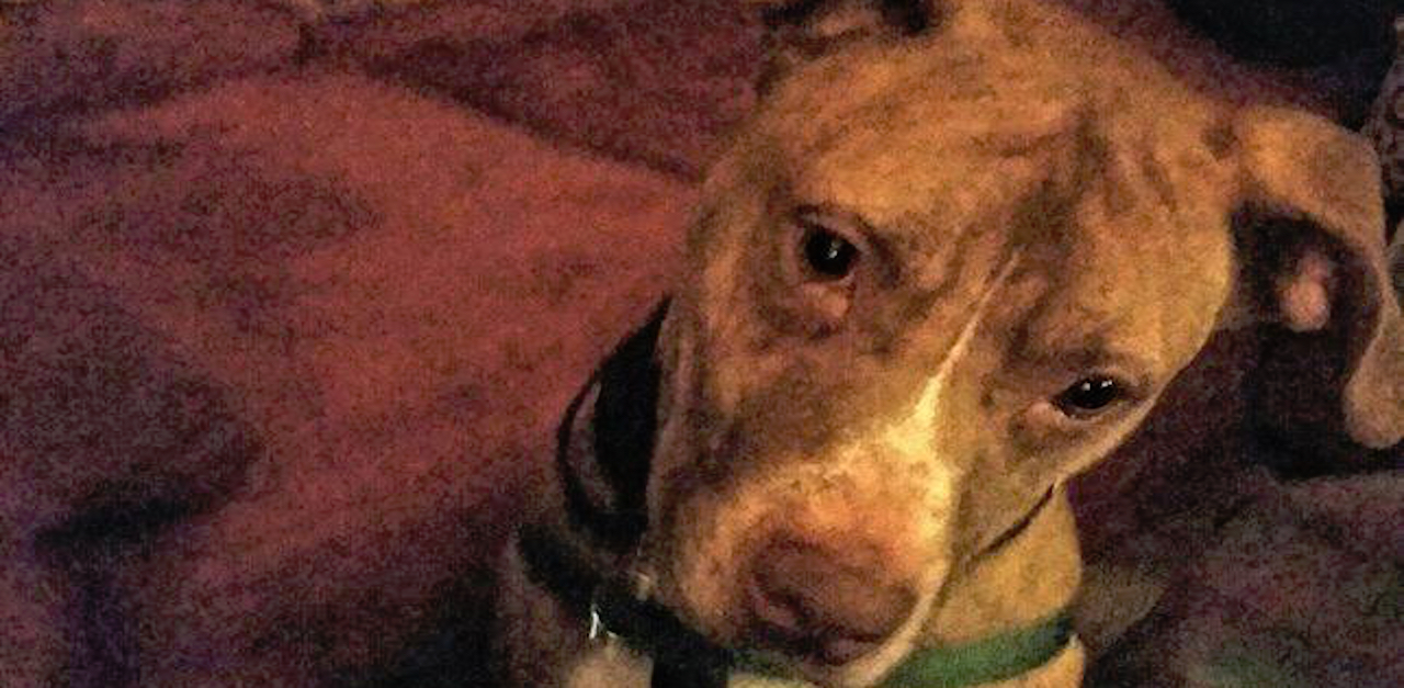 Scared Pit Bull Who Wouldn't Put Down His Big Silver Bucket Finally ...