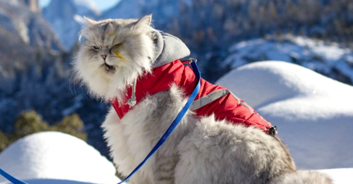 They Clip Their 2-Year-Old Cat To A Leash. The Result? This Is Amazing ...