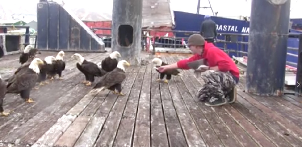 22 Wild Bald Eagles Demand Treats And Love From A Brave Alaskan ...