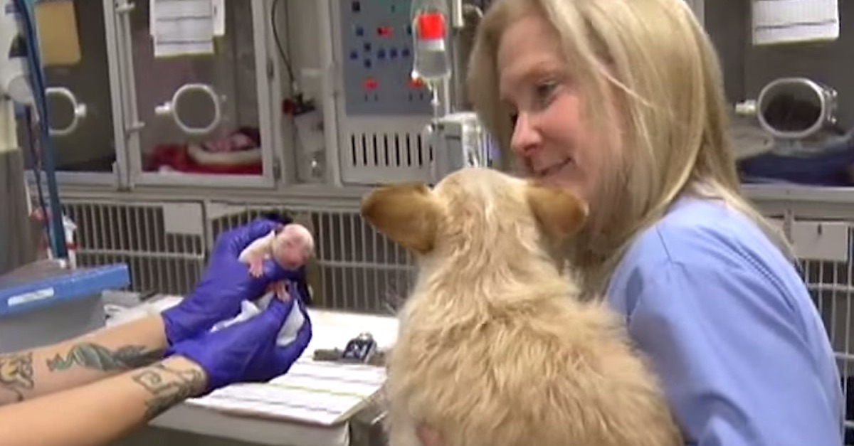 Why Are Puppies Born Stillborn