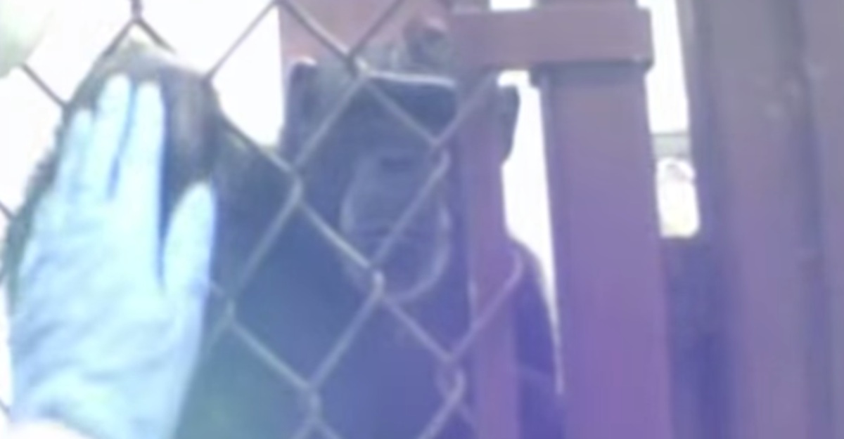 Undercover Cameras Film A Chimp In A Cruel Testing Lab...But His New ...
