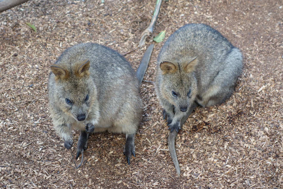 10 Surprising Facts About Quokkas, World's Happiest Animal ...