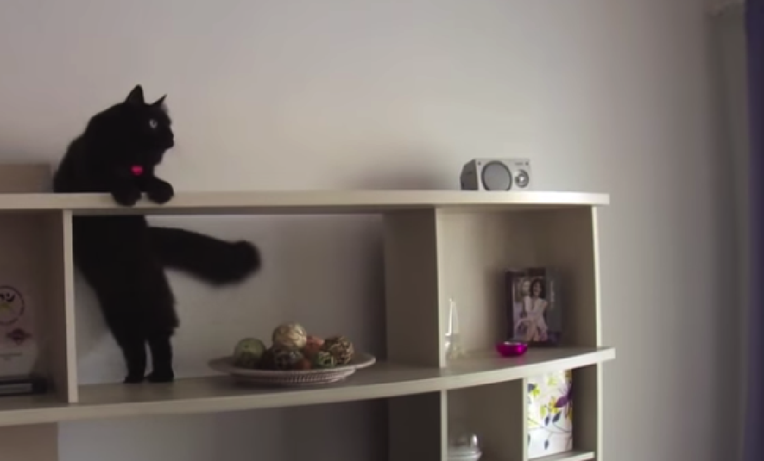 This Cat Is A Genius! Never Seen One So Smart! Look What He Can Do ...