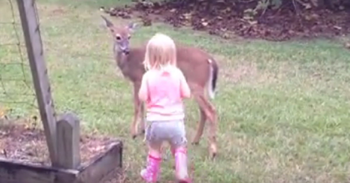 When Their Toddler Walked Up To A Wild Deer, They NEVER Imagined That ...