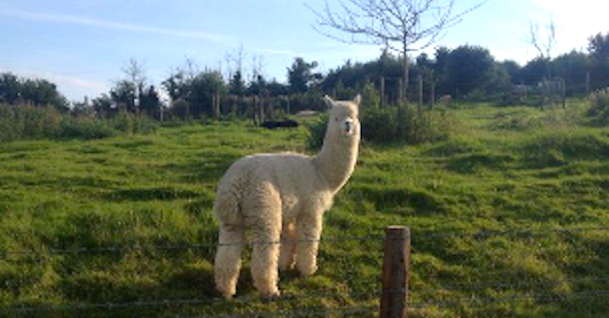 Smart Alpaca Senses She's Being Recorded And Drops Down To Strike ...