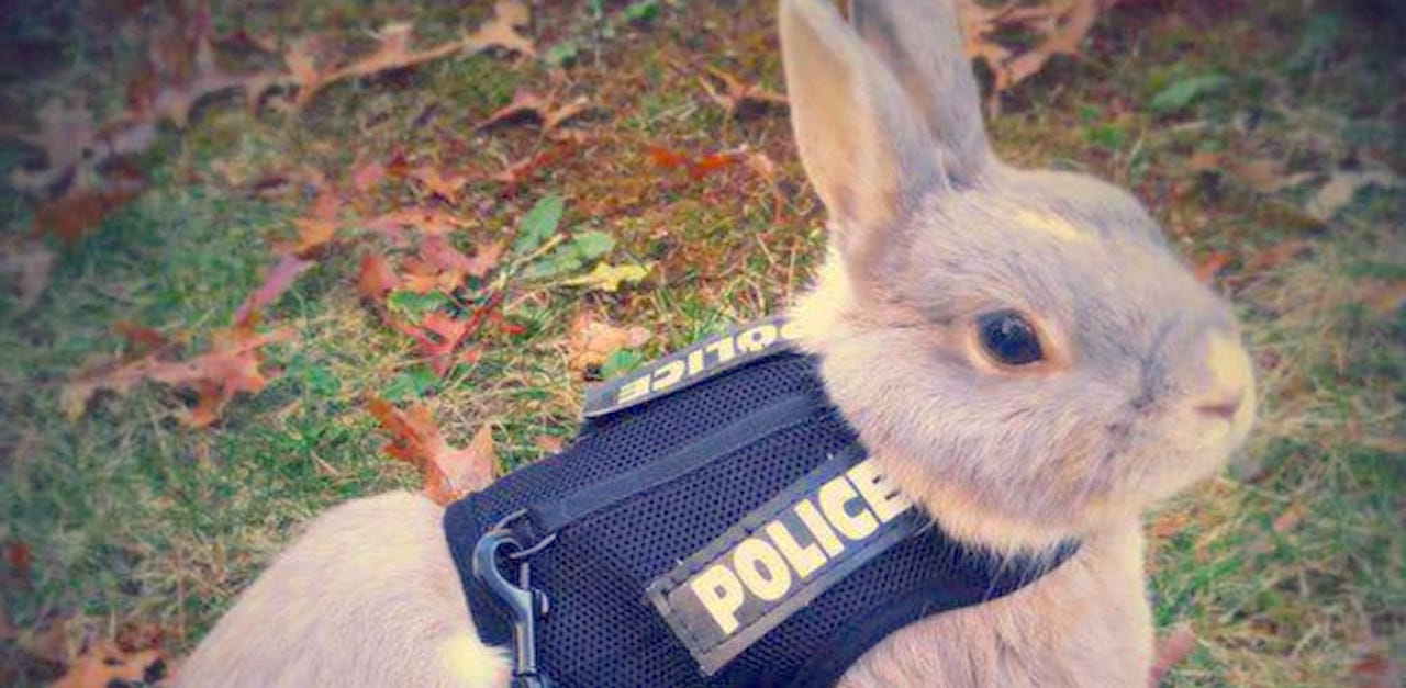 Her Owner Buys Her A Protective Harness. But I Was Not Expecting THIS ...