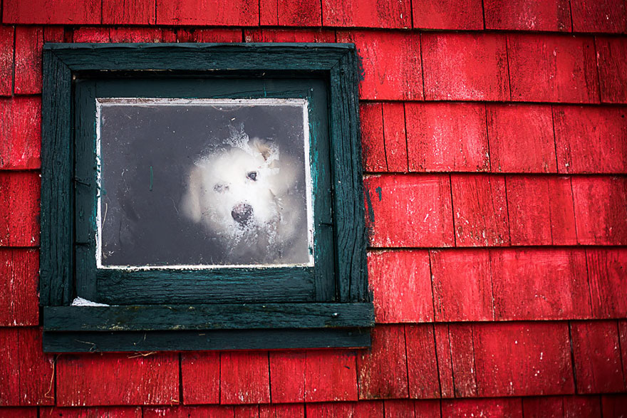 21 Breathtaking Photos Of Animals Looking Through Windows. These Are ...