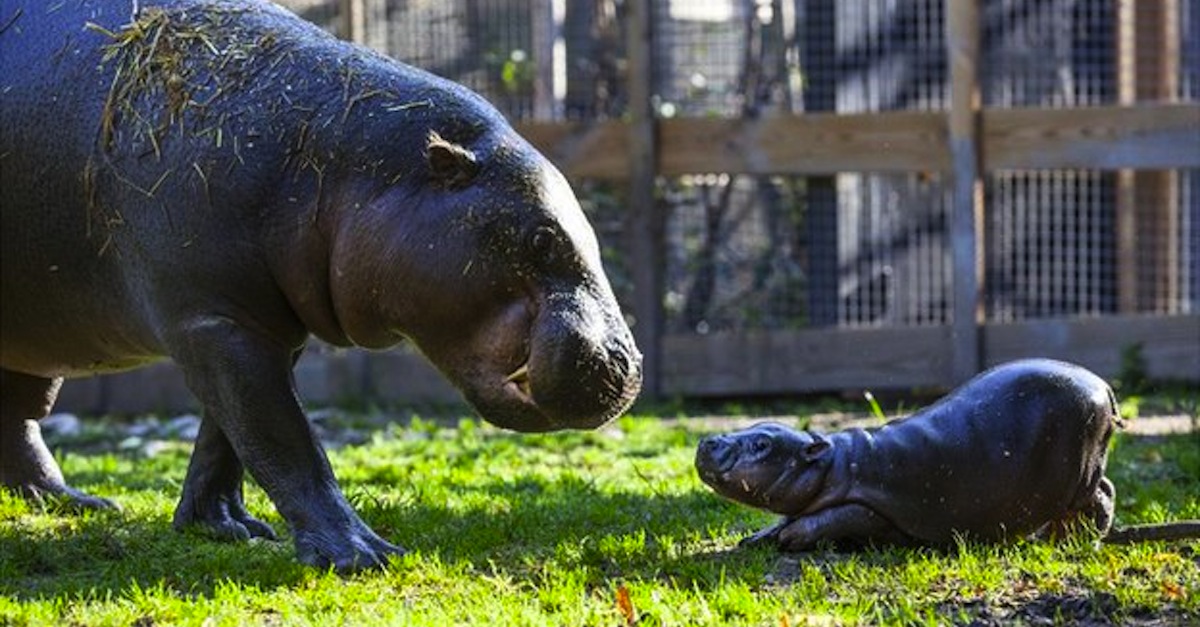 This Rare Baby Was Just Born! Wait 'Til You See What She Does With Mama ...